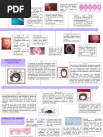 Origen Embrionario de Los Tejidos | PDF | Embrión | Biología del desarrollo