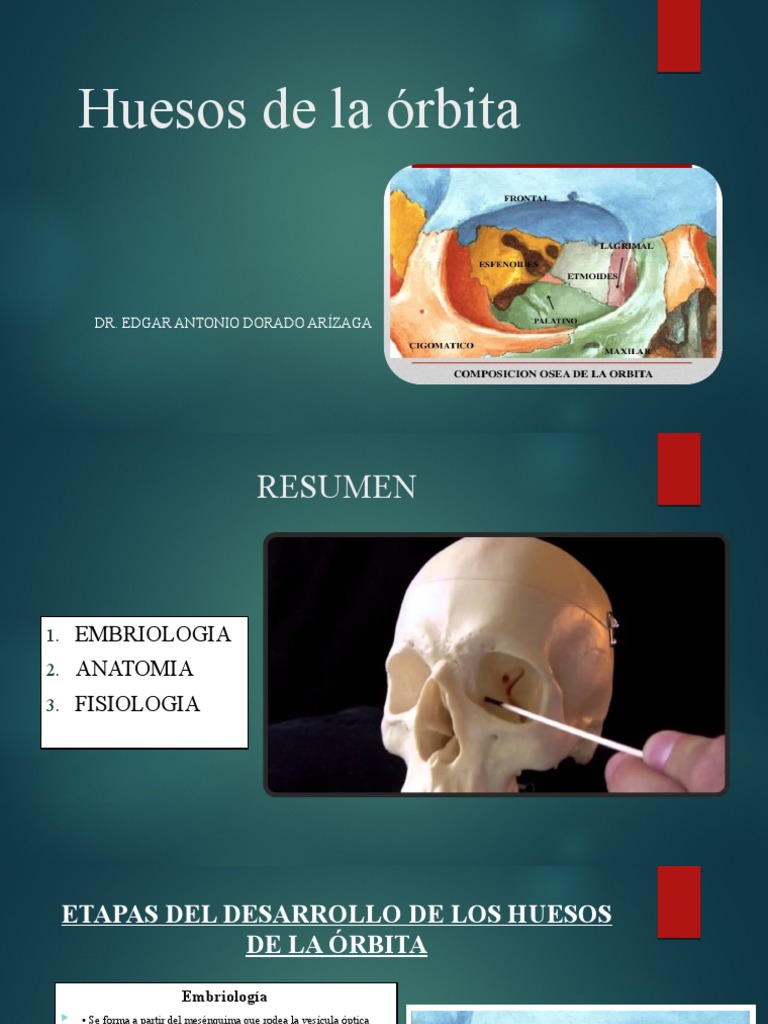 Anatomía y Desarrollo de la Órbita Ocular | PDF | Anatomía | Sistema ...