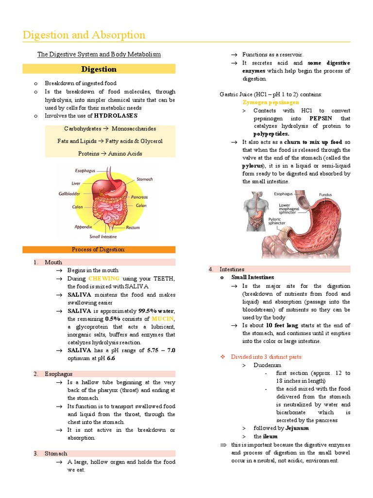 Digestion and Absorption Notes | PDF | Digestion | Human Digestive System