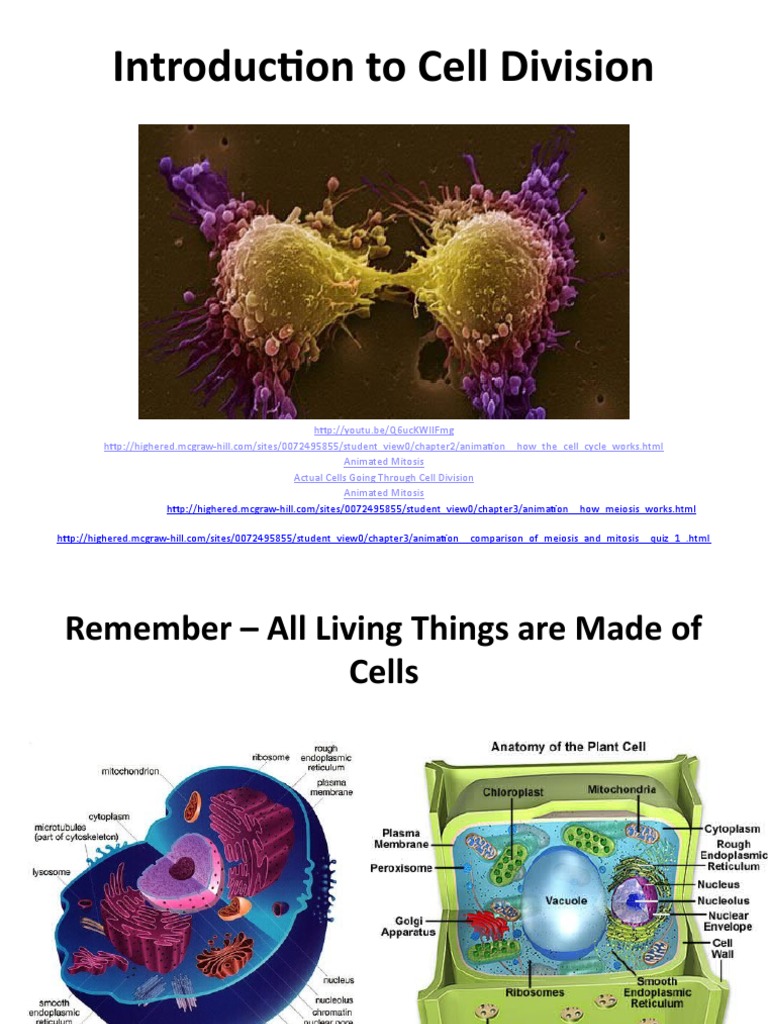 Introduction To Cell Division: Animated Mitosis Actual Cells Going ...