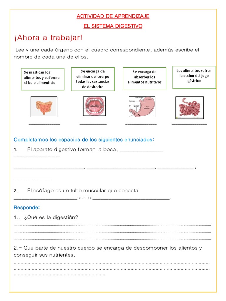 Actividad El Sistema Digestivo | PDF | Salud y bienestar