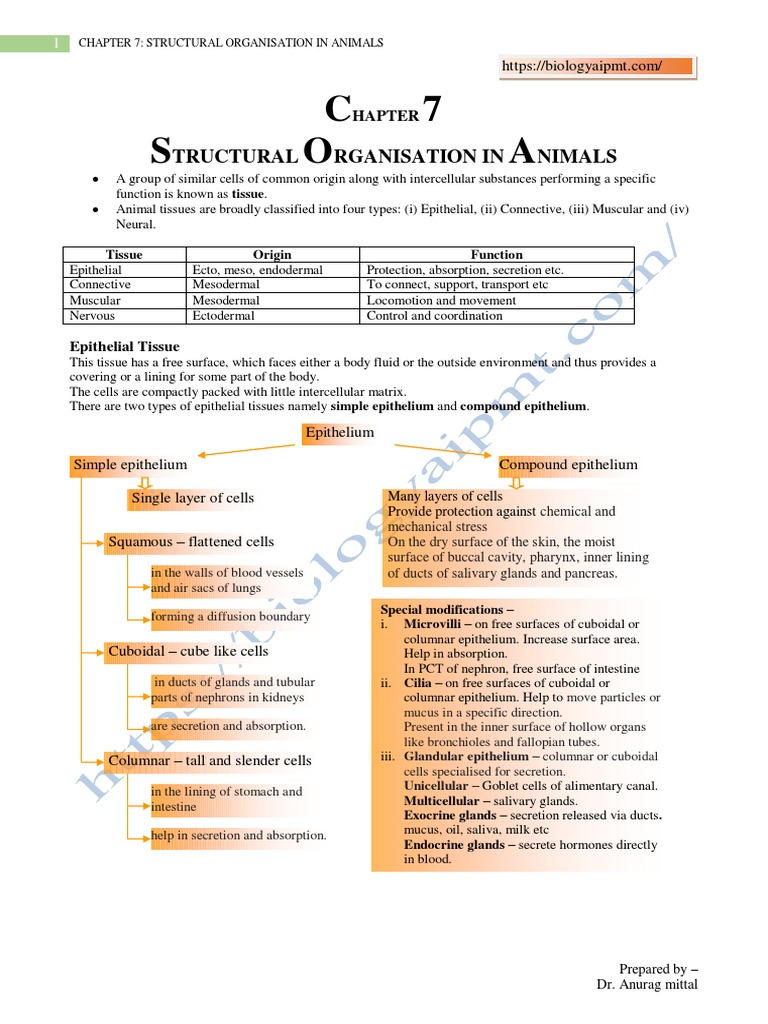 CH 7 Structural Organisation of Animals | PDF | Epithelium | Bone