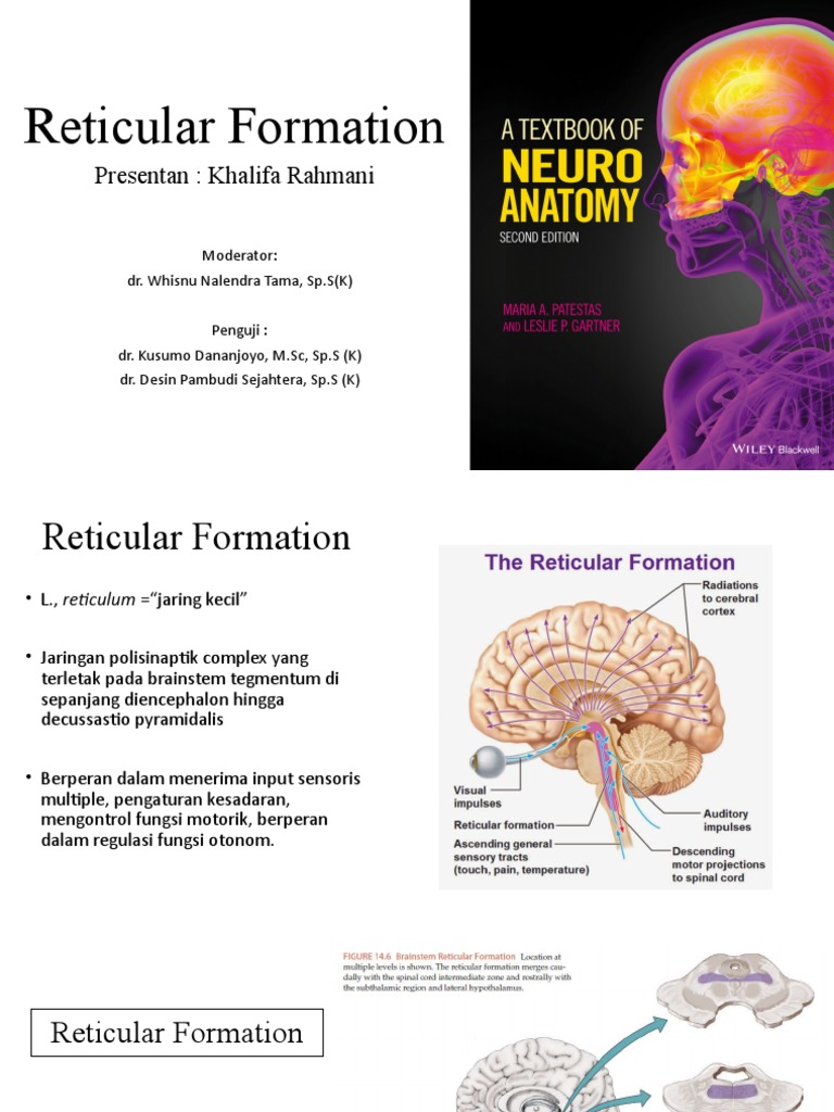 The role of the Reticular Formation in regulating consciousness and ...