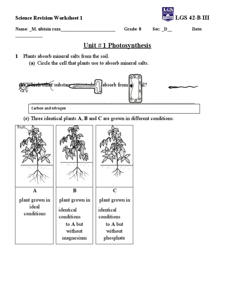 Unit # 1 Photosynthesis: Science Revision Worksheet 1 | PDF | Plants ...