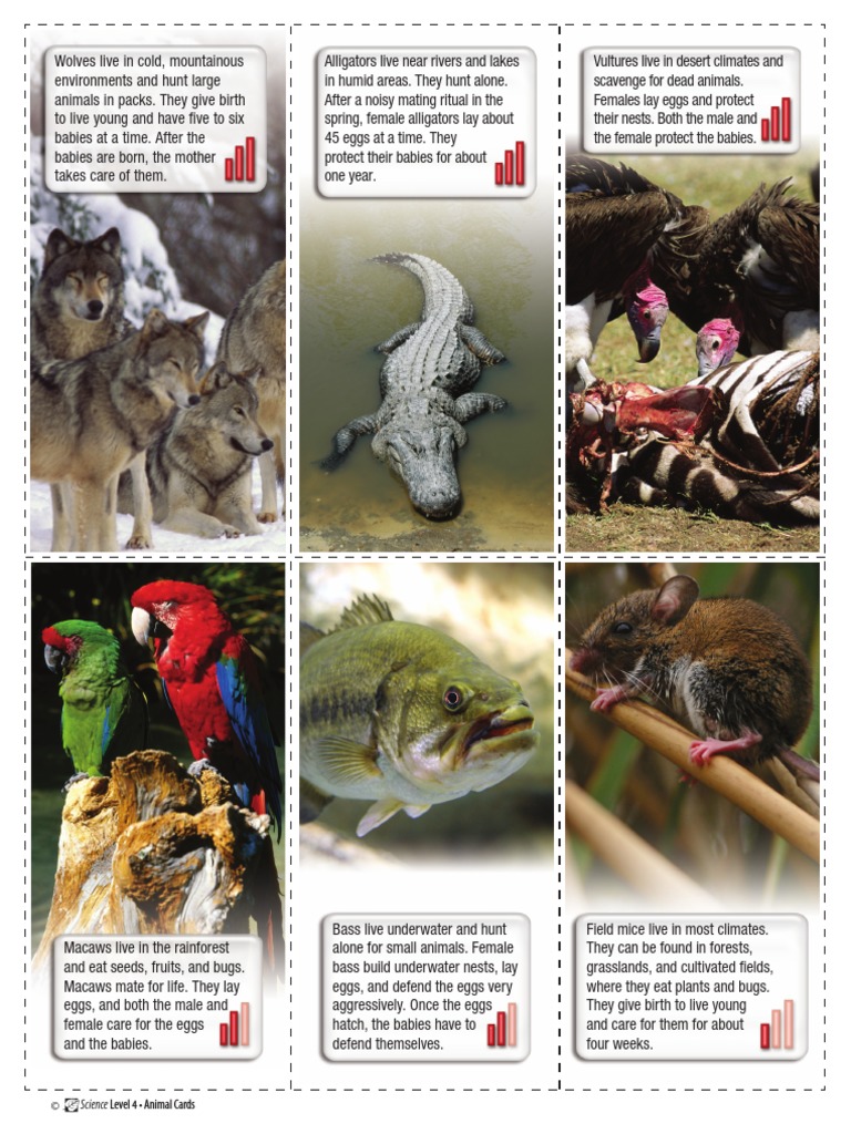 Science Level 4 - Animal Cards | PDF | Egg | Nest