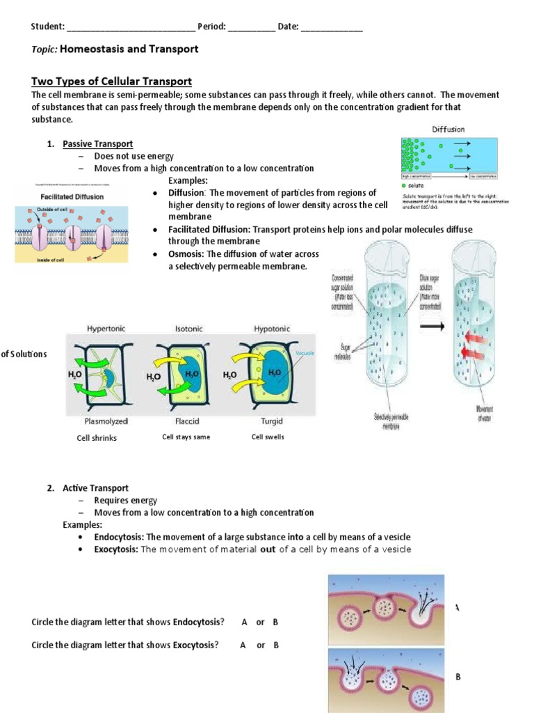 Unit 4 Homeostasis and Transport Review Packet | PDF | Cell Membrane ...