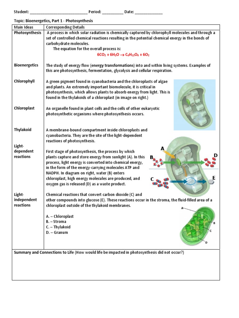 Unit 3 Bioenergetics Review Packet | PDF | Photosynthesis | Chloroplast