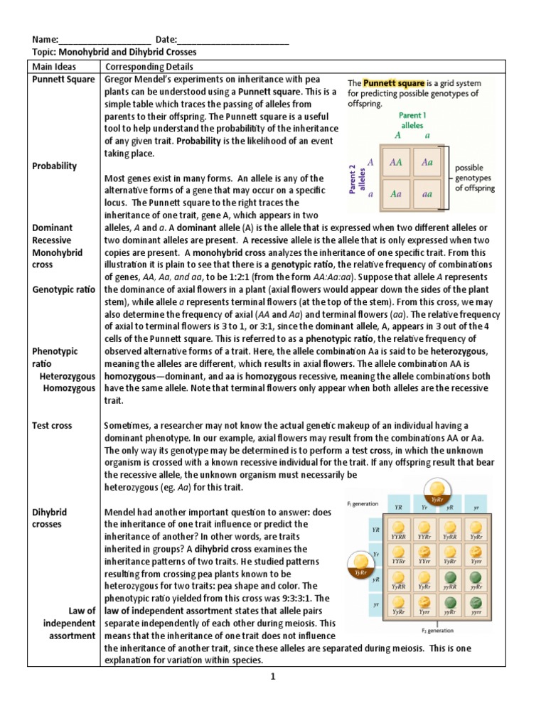 Unit 6 Genetics Review Packet | PDF | Dominance (Genetics) | Zygosity