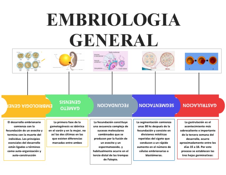 Embriologia 1 | PDF