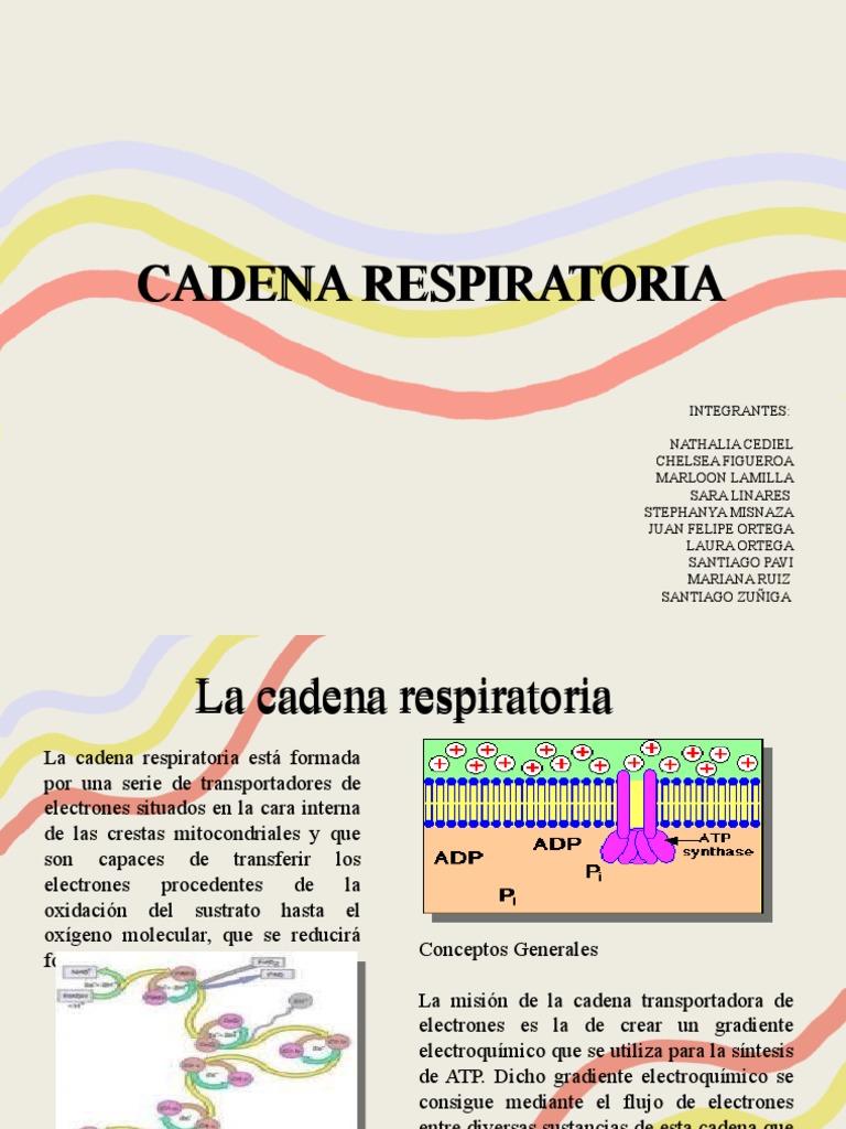 Cadena Respiratoria Grado 10 - 3 | PDF | Cadena de transporte de electrones | Trifosfato de ...