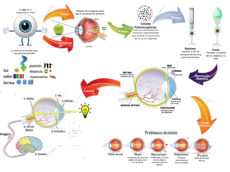 Mapa Mixto El Ojo | PDF | Percepción visual | Ojo