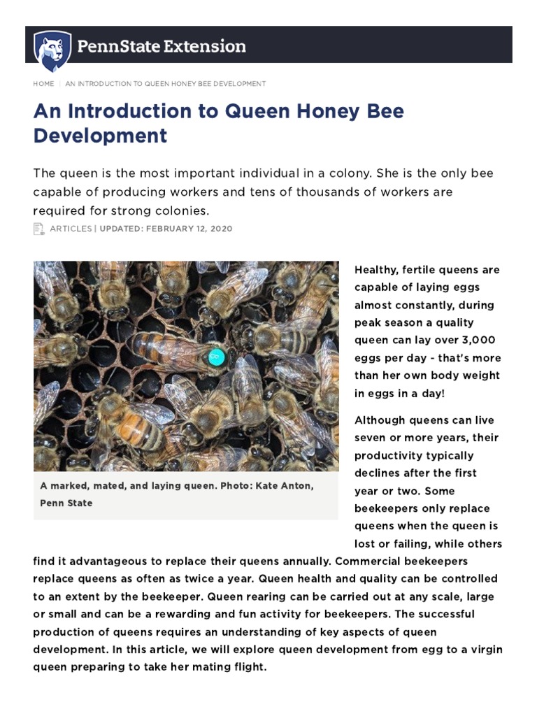 An Introduction To Queen Honey Bee Development | PDF | Beekeeping ...