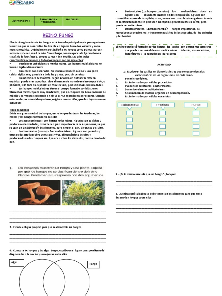 Reino Fungi | PDF | Hongo | Plantas