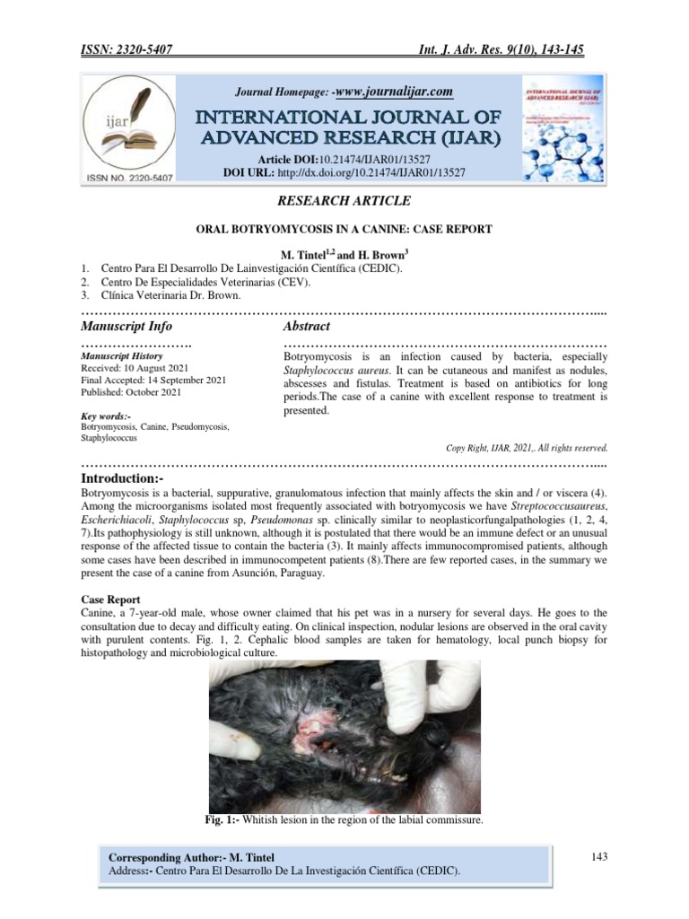 Oral Botryomycosis in A Canine: Case Report | PDF | Granulocyte ...