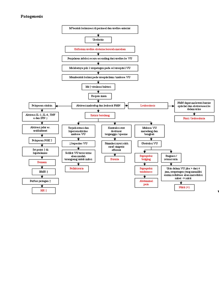 Patogenesis Infeksi Saluran Kemih | PDF