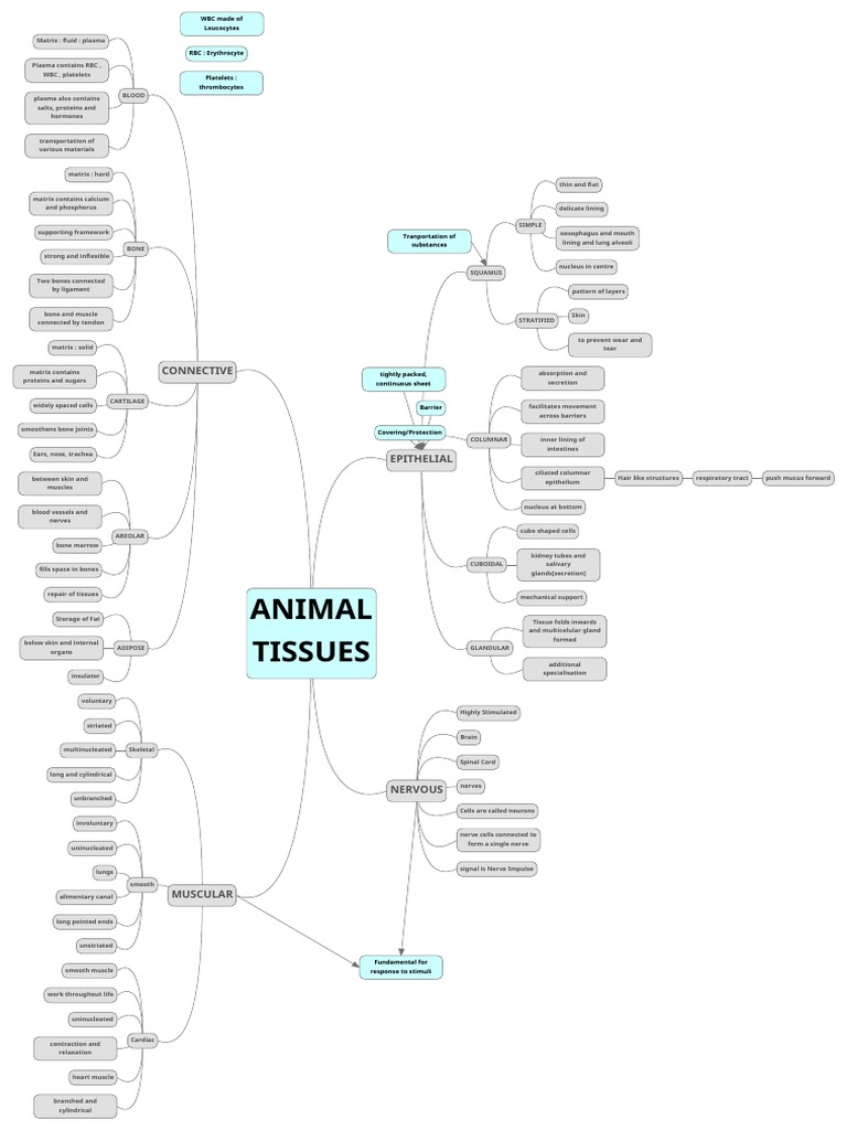Animal Tissues | PDF | Epithelium | Tissue (Biology)