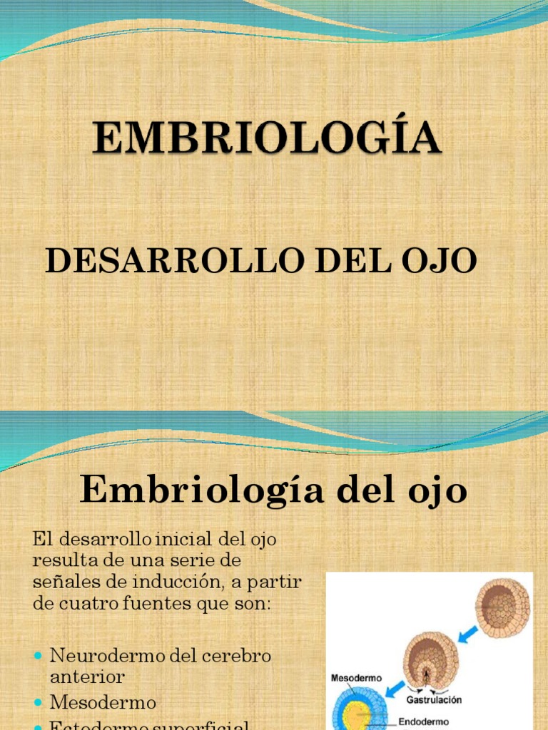 Desarrollo Del Ojo | PDF | Ojo humano | Retina