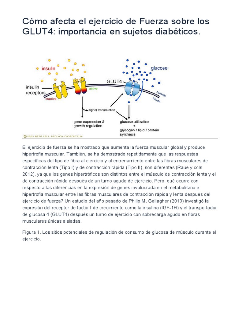 Glut 4 Articulo Con Graficos y Guia de Estudio | PDF | Músculo | Diabetes