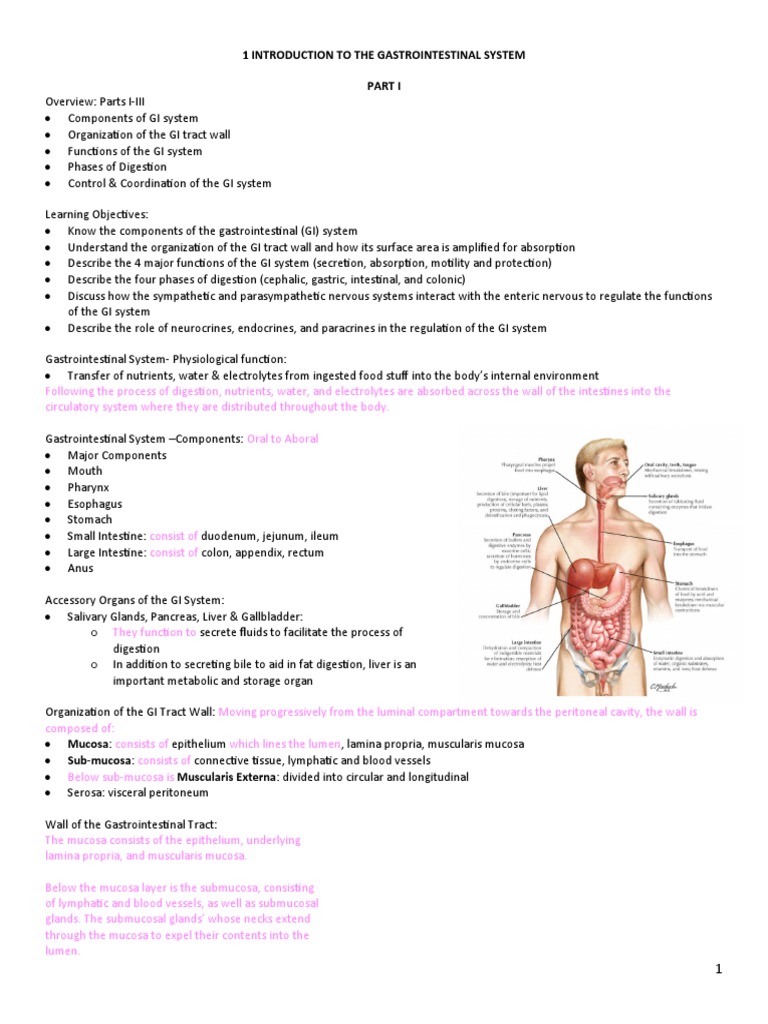 1 Introduction To The Gastrointestinal System | PDF | Gastrointestinal ...