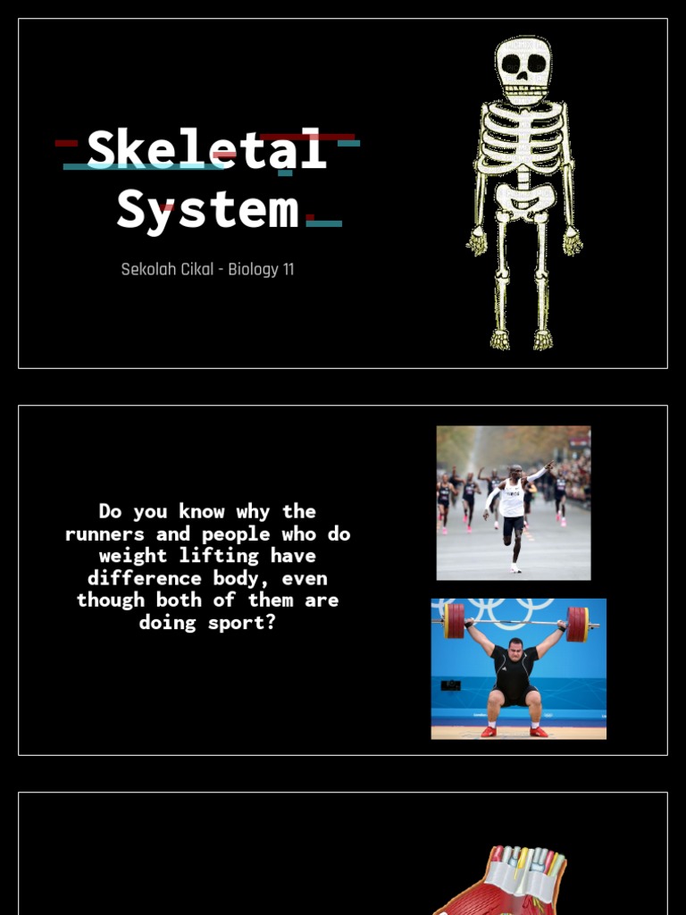 Skeletal System Overview for Students | PDF | Skeleton | Bone