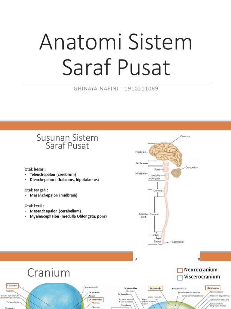 Anatomi Sistem Saraf Pusat | PDF