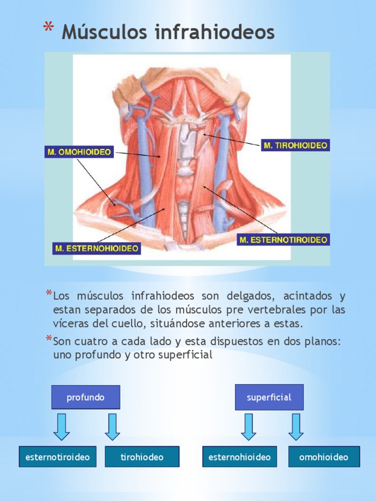 Músculos Infrahiodeos | PDF | Laringe | Anatomía