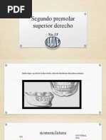 Premolares Inferiores | PDF | Boca | Anatomia dental
