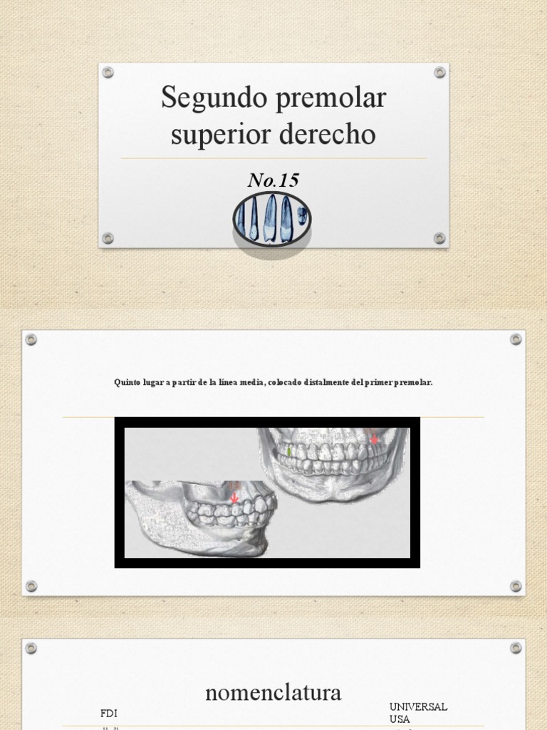 Segundo Premolar Superior Derecho | PDF | Diente | Anatomia dental