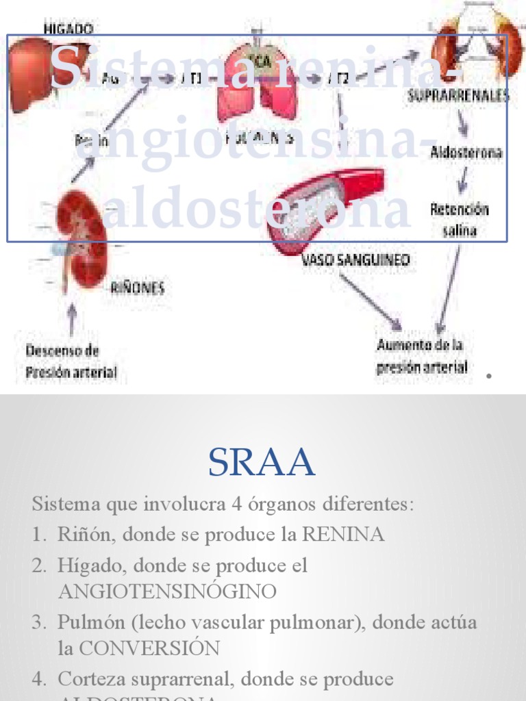 Sraa | PDF | Angiotensina | Riñón