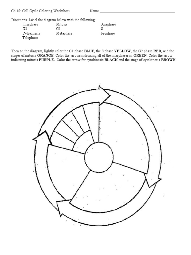 Cell Cycle Coloring | PDF | Mitosis | Cell Cycle