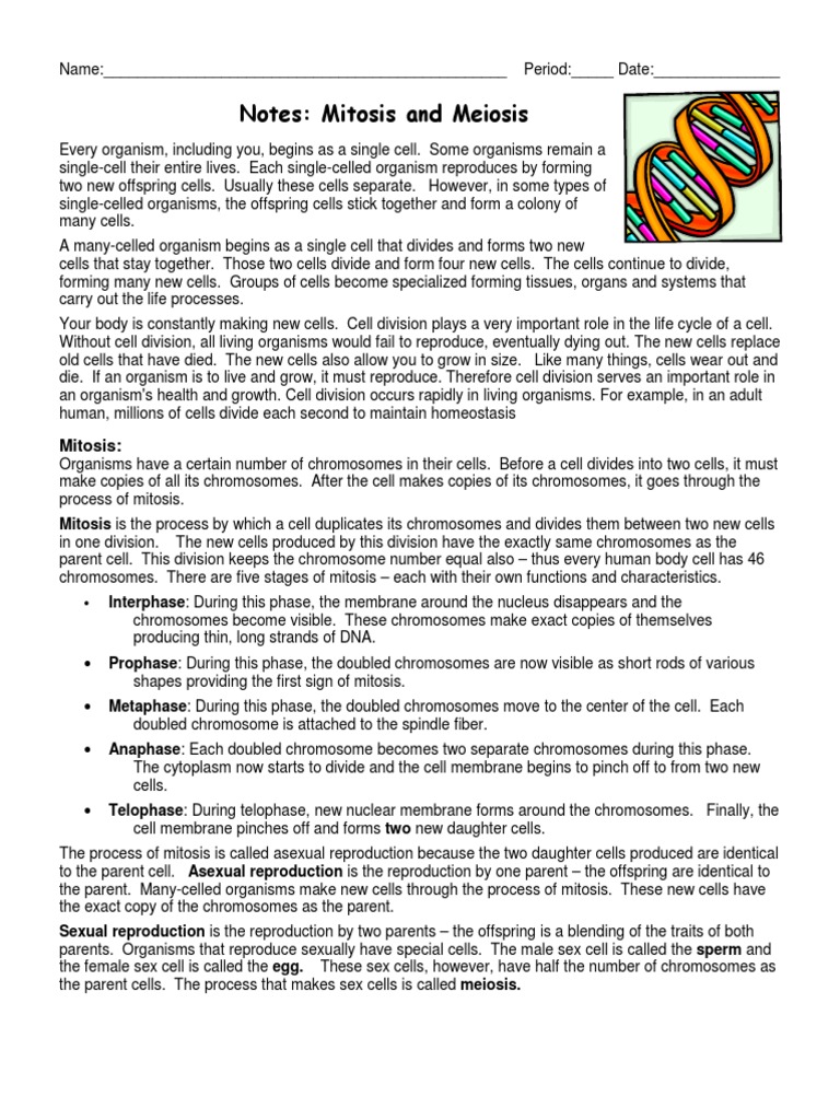 Notes: Mitosis and Meiosis | PDF | Meiosis | Ploidy