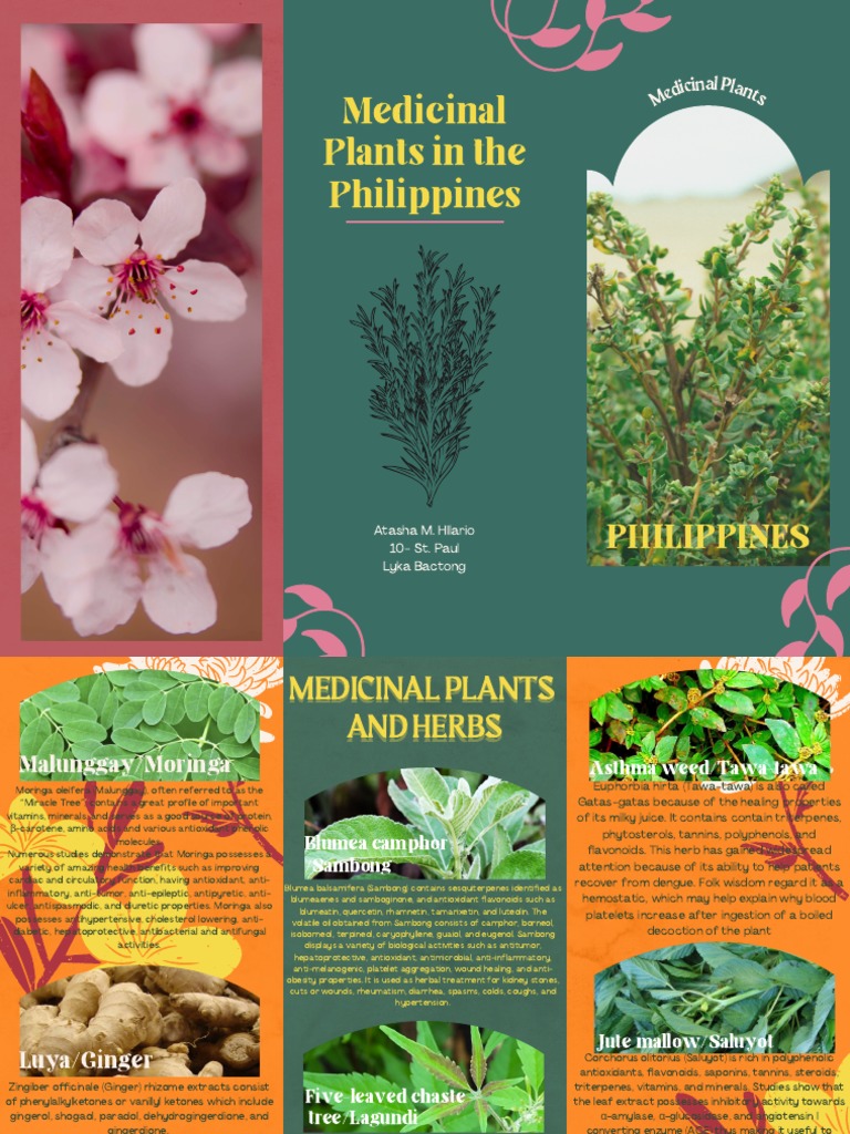 Medicinal Plants in The Philippines | PDF | Polyphenol | Common Cold