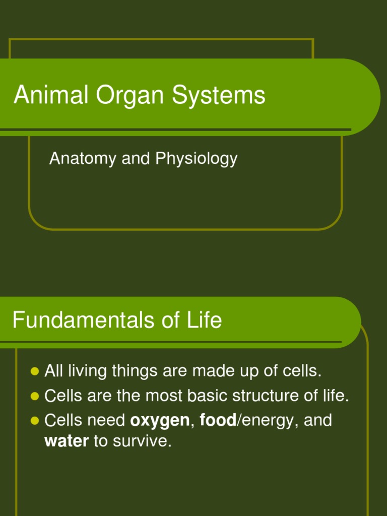 Biology Module 5 - Animal Organ Systems | PDF | Human Body | Lung