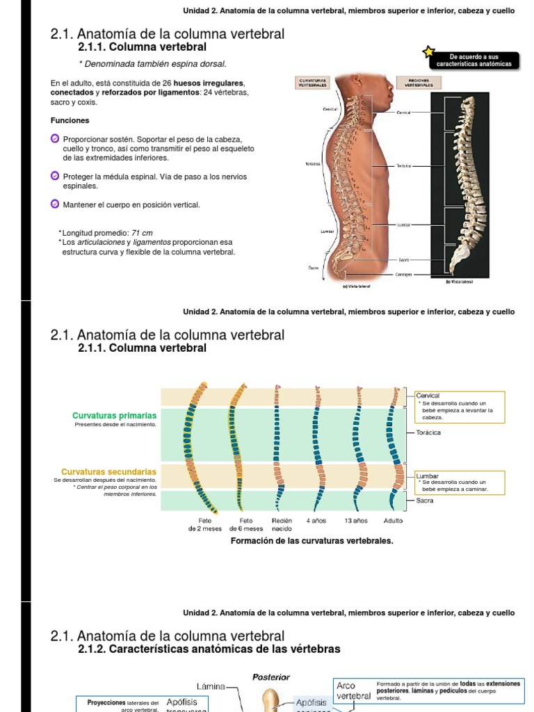 Anatomía de La Columna Vertebral | PDF | La columna vertebral | Vértebra