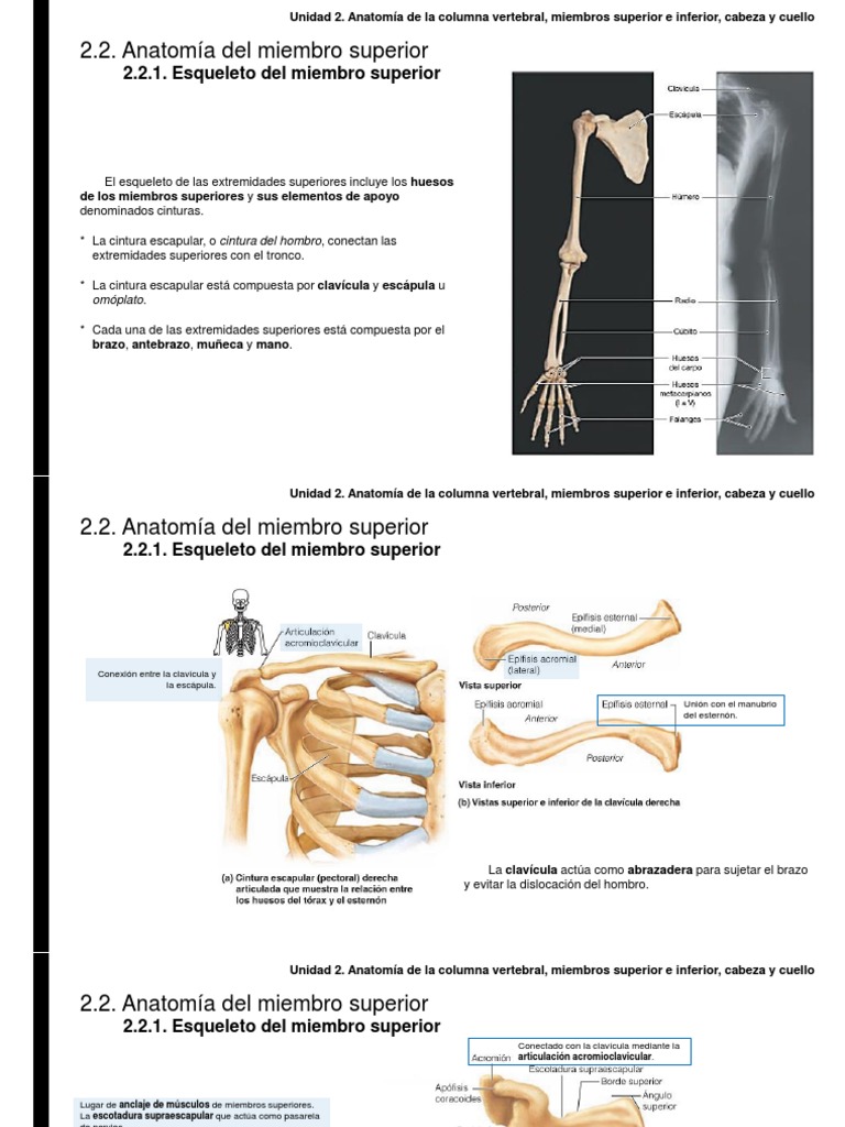 Anatomía del Esqueleto del Miembro Superior | PDF | Hombro | Sistema ...