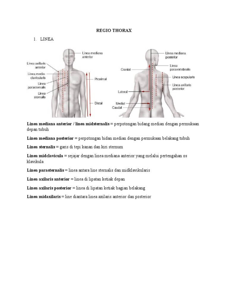 Regio Thorax | PDF