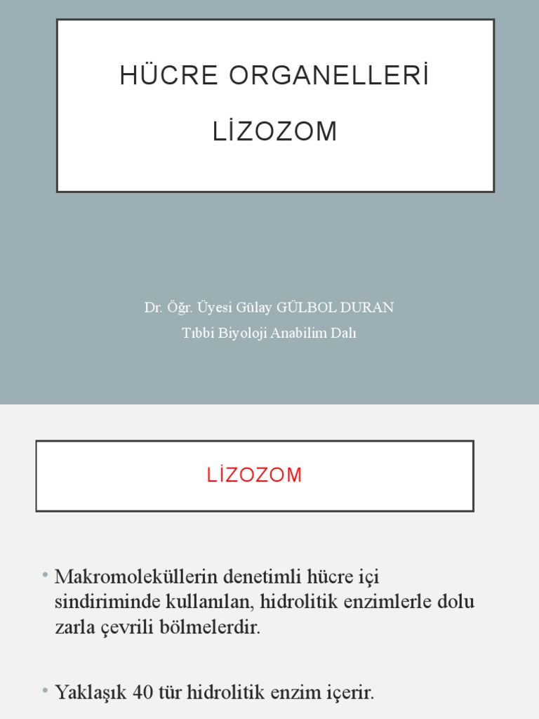 10 Lizozom | PDF