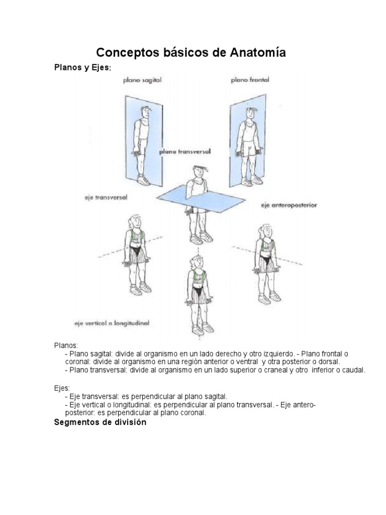 Conceptos básicos de anatomía: planos, ejes y movimientos | PDF ...