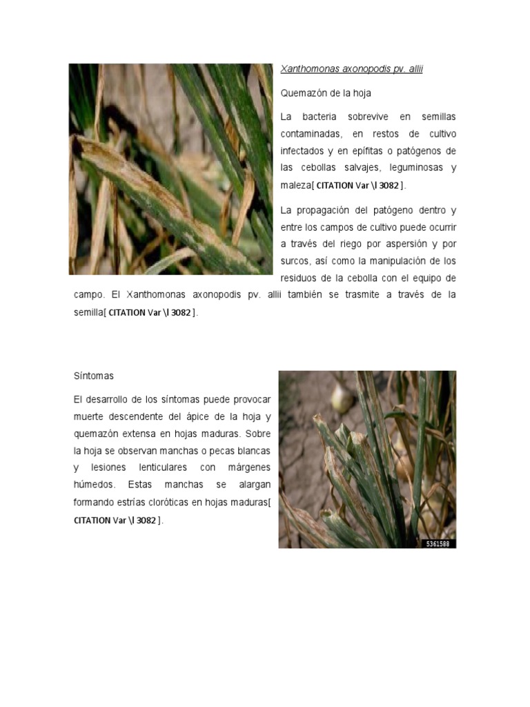 Xanthomonas Axonopodis PV | PDF