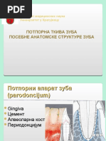 Dentalna Anatomija - Donji Molari | PDF