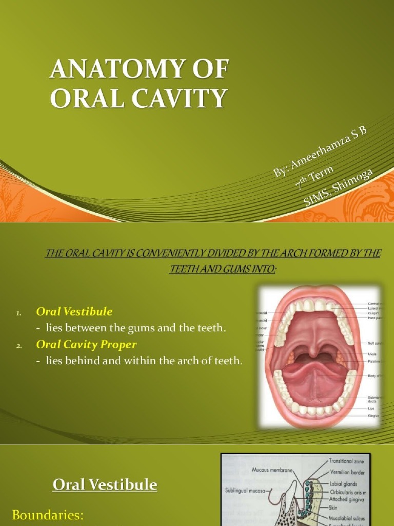 Anatomy of Oral Cavity | PDF