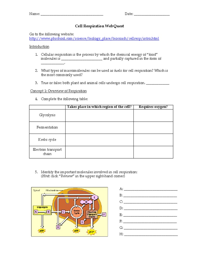 Cellular Respiration WebQuest Guide | PDF | Cellular Respiration ...