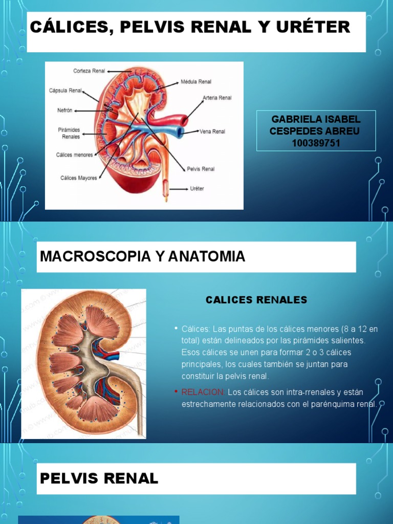 Cálices, Pelvis Renal y Uréter | PDF