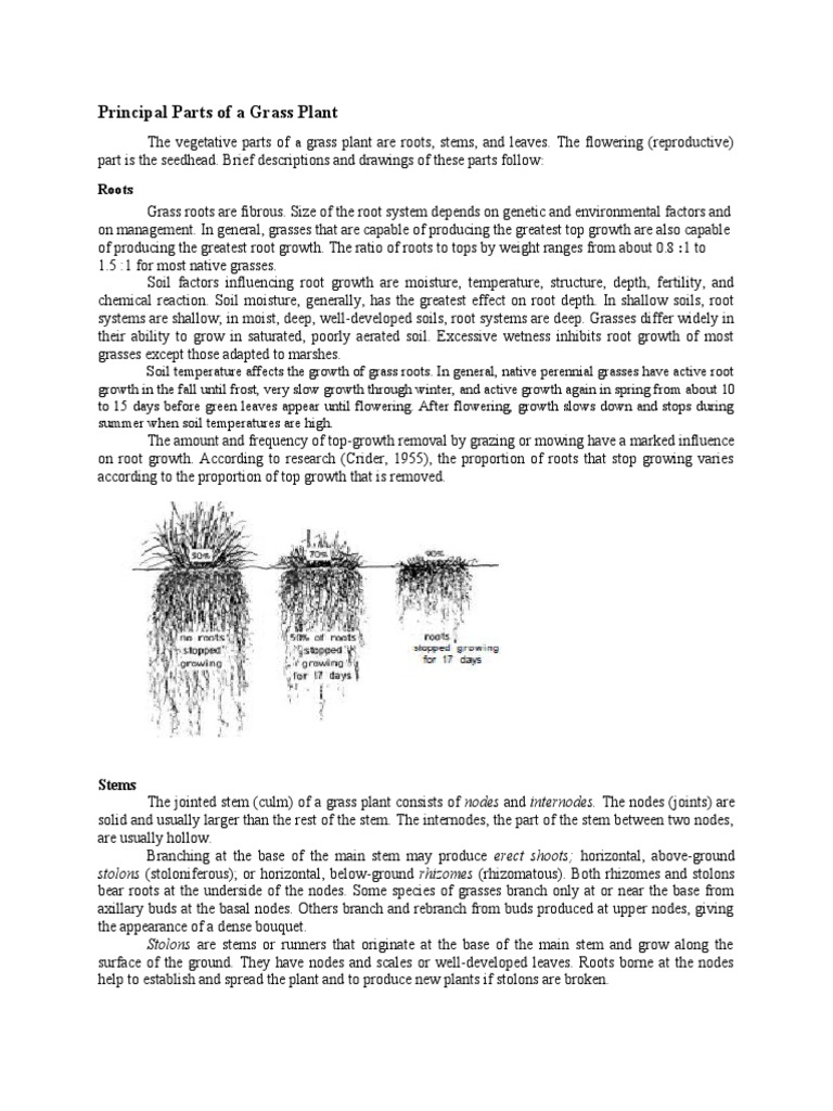 Anatomy and Parts of Grass Plants | PDF | Leaf | Root