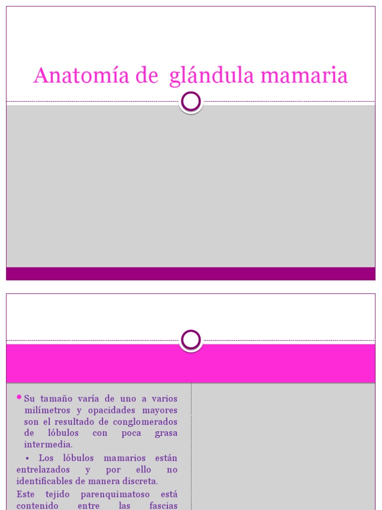 Anatomía Detallada de la Mama | PDF | Pecho | Medicina CLINICA
