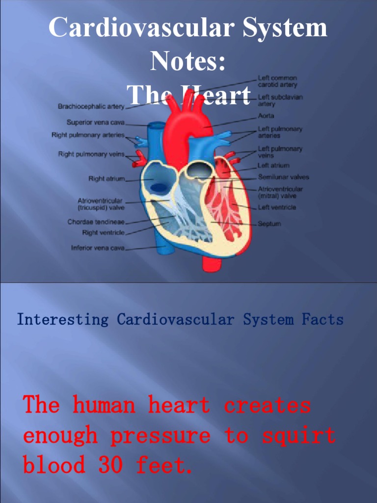 B - Notes - The Heart | PDF | Heart Valve | Heart