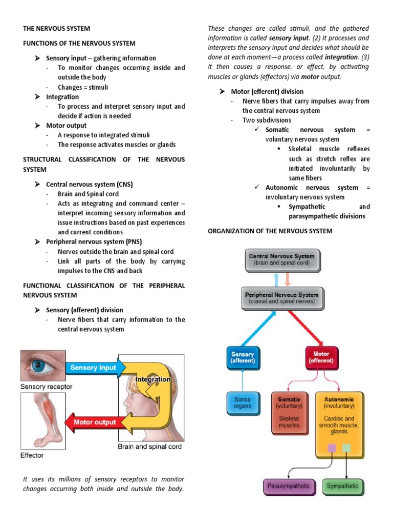 The Nervous System - Notes | PDF | Neuron | Action Potential