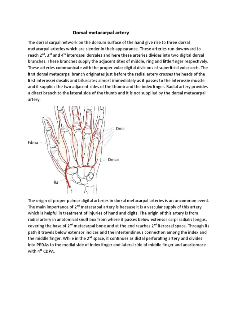 Dorsal Metacarpal Artery | PDF