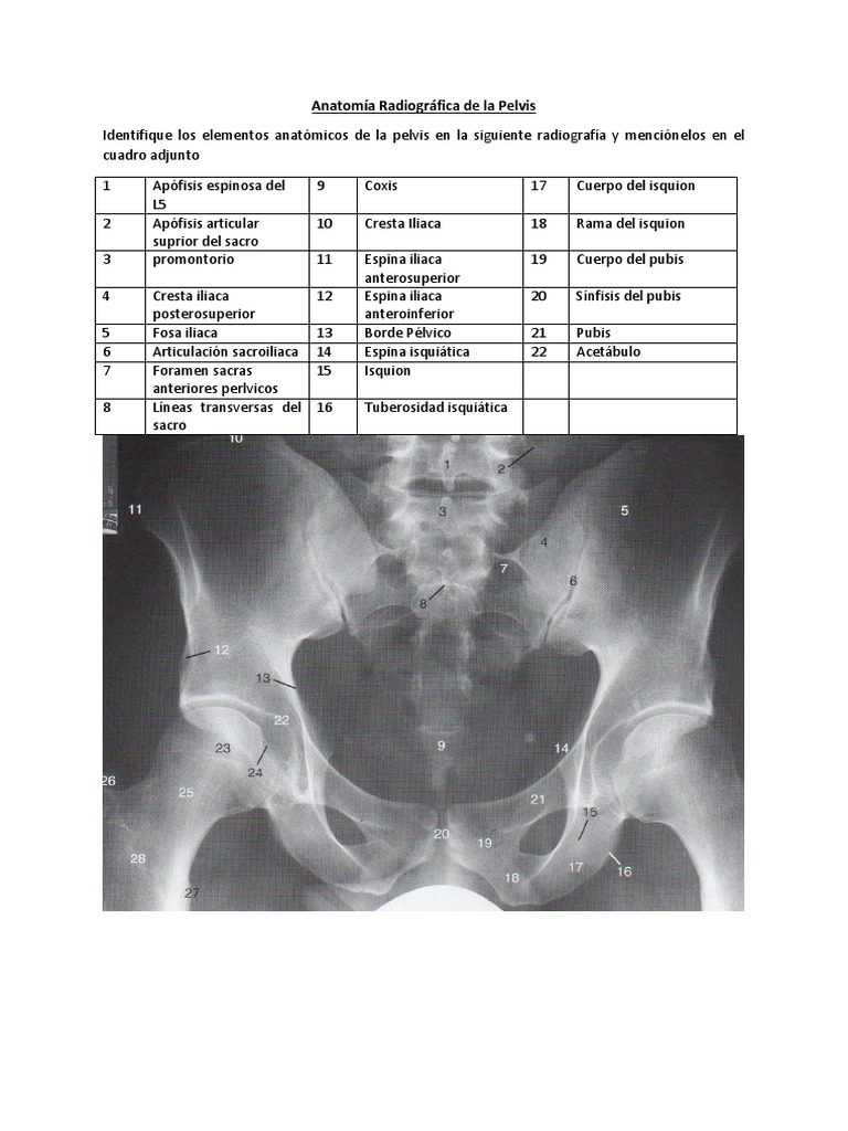 Anatomía Radiográfica de La Pelvis | PDF