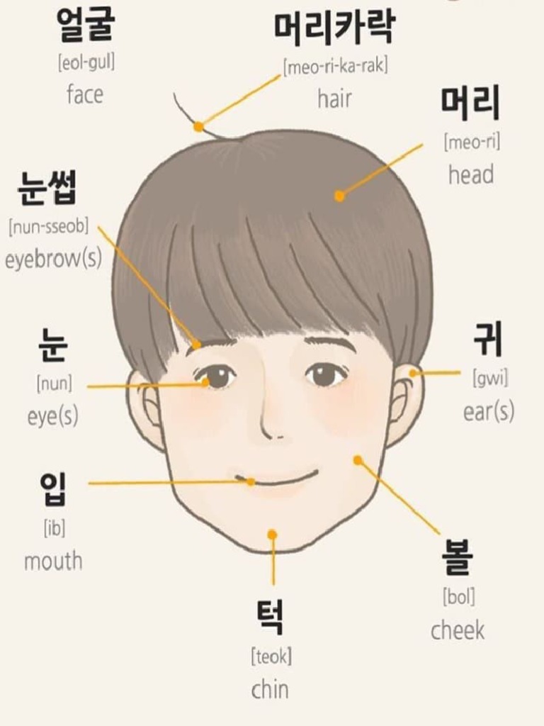 Body Names | PDF | Limbs (Anatomy) | Human Anatomy